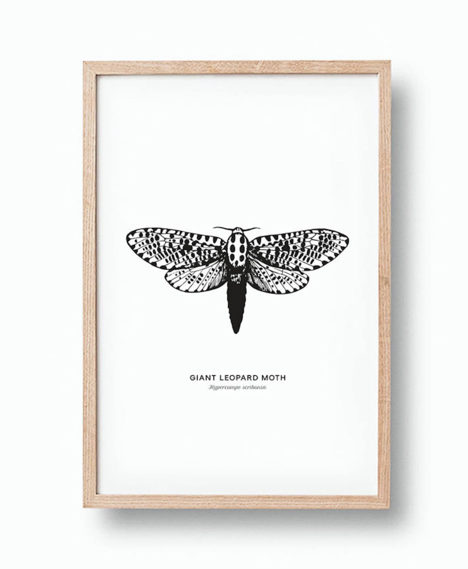 Moth Print. Giant Leopard Moth. Modern Vintage Insect Print. - Etsy