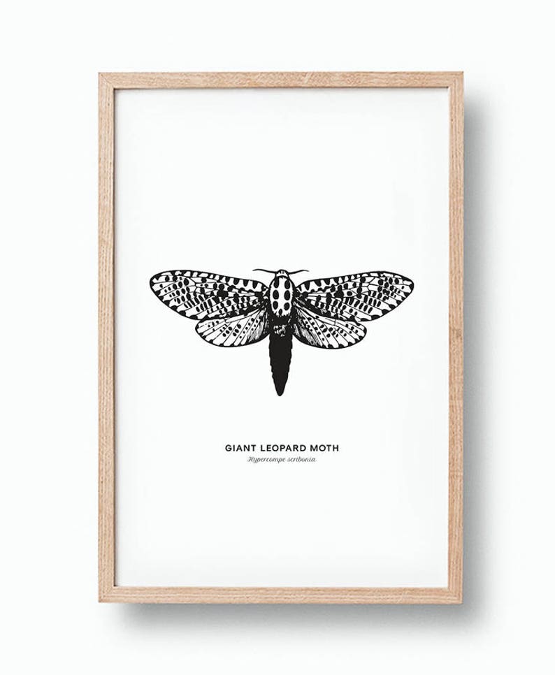 Moth Print. Giant Leopard Moth. Modern Vintage Insect Print. Entomology ...