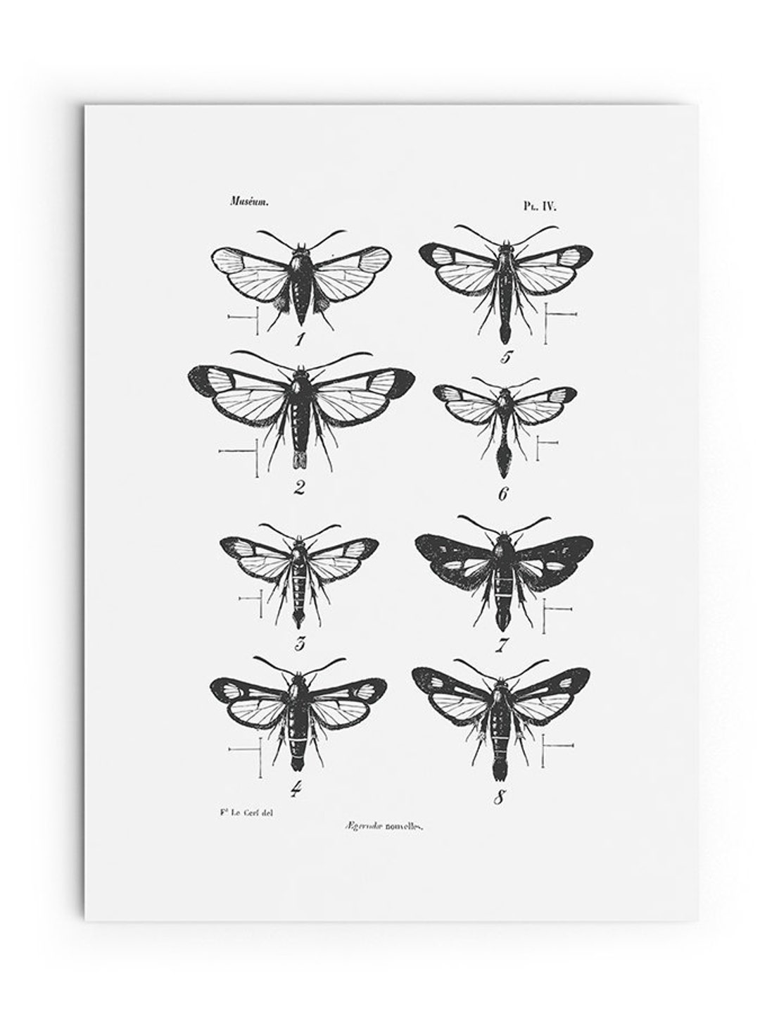 Moth Collection Print. Modern Vintage Insect Poster. Entomology Art ...