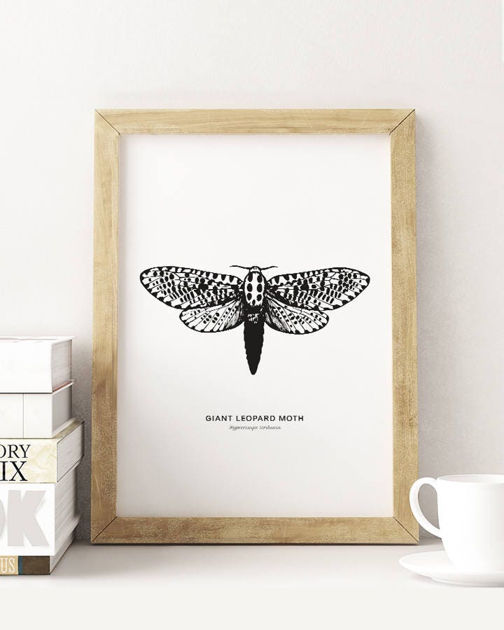 Moth Print. Giant Leopard Moth. Modern Vintage Insect Print. Entomology ...