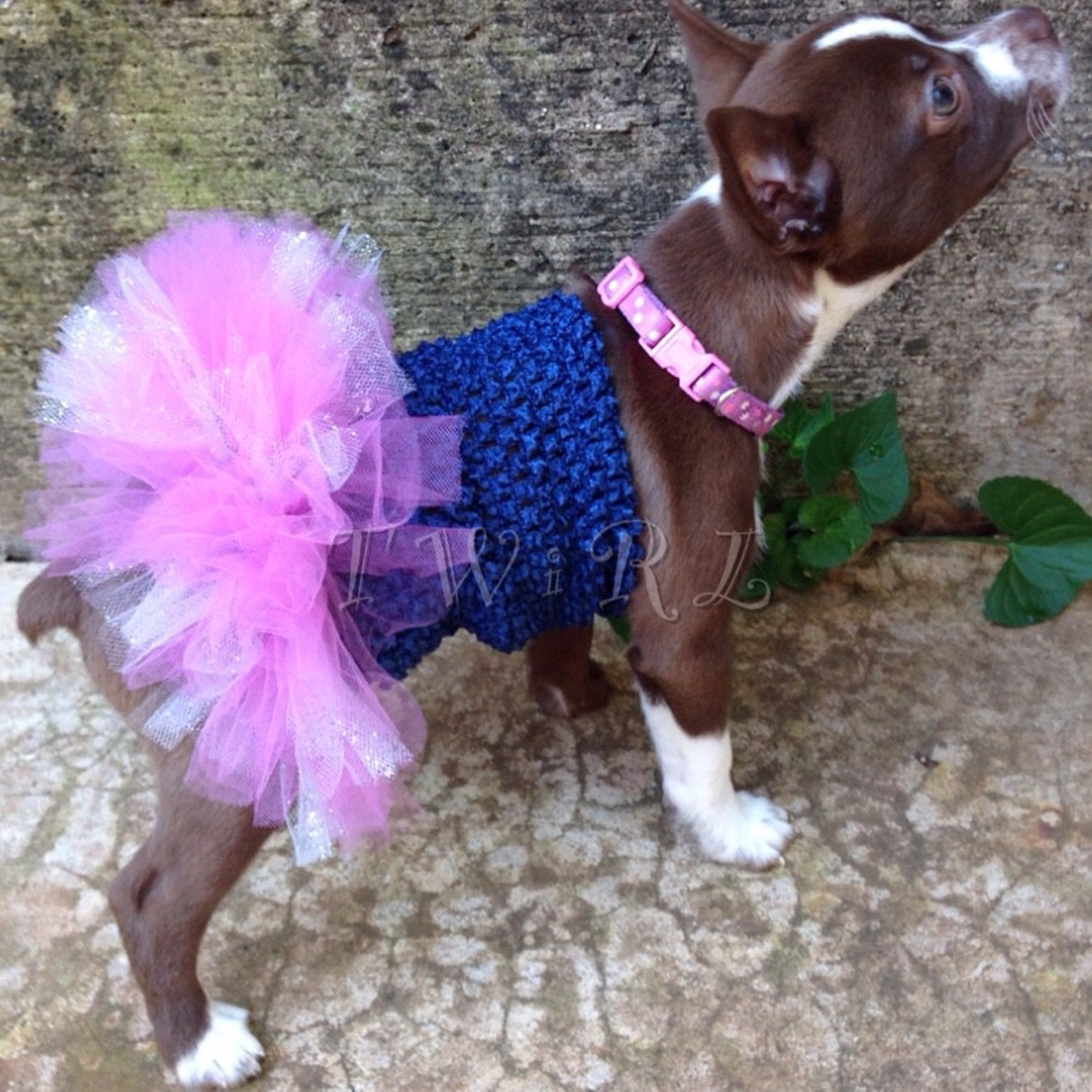 Blue and Pink Dog Tutu Dog Dress Puppy Tutu Puppy Outfit - Etsy