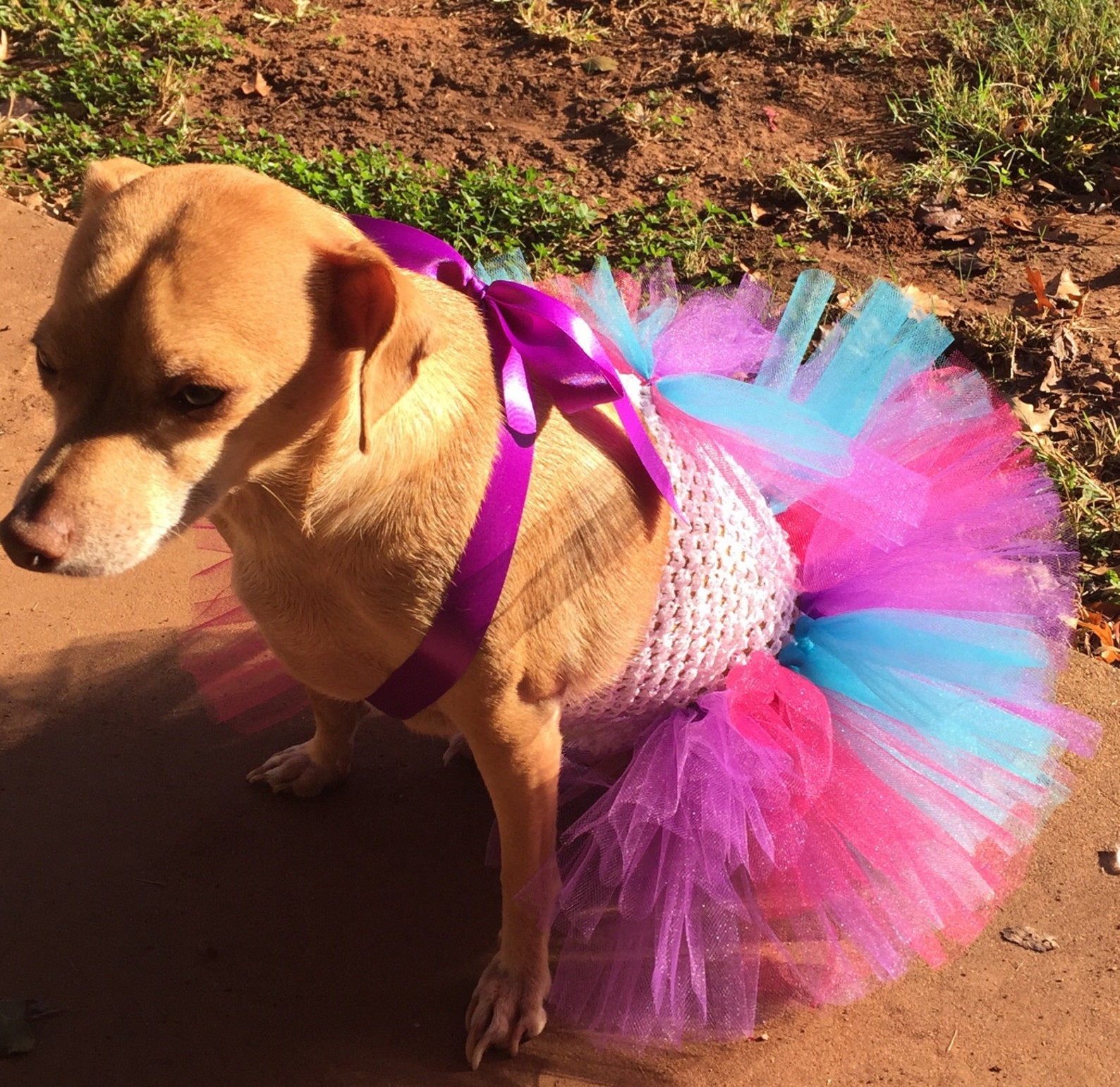 Fairy Dog Costume Fairy Dog Tutu Halloween Dog Costume Pink - Etsy