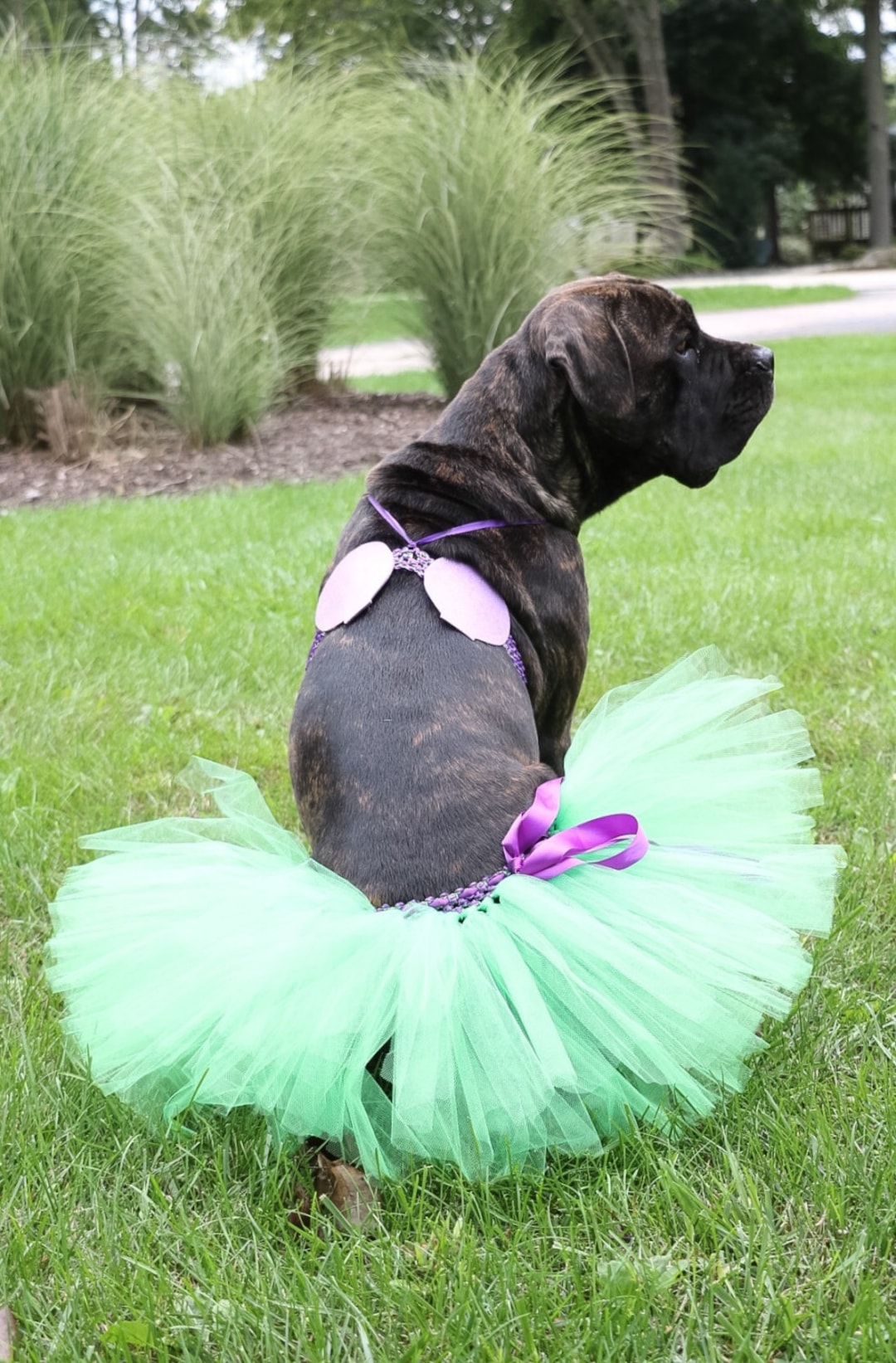 XL Mermaid Dog Costume, Mermaid Dog Tutu, Mermaid Dog, Bikini Shells ...
