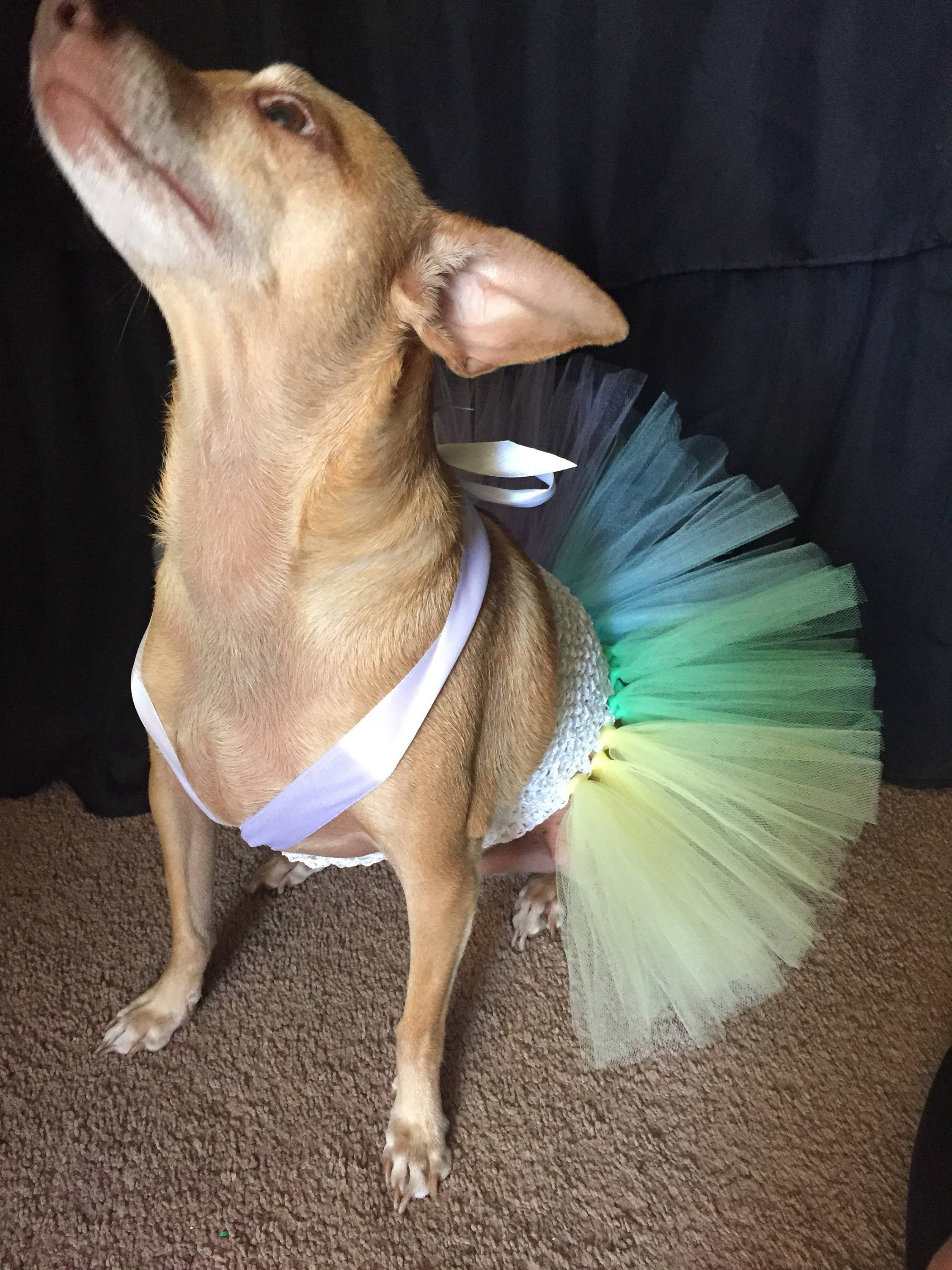 Pastel Rainbow Dog Tutu, Easter Pet Tutu, Rainbow Dog Dress, Rainbow ...