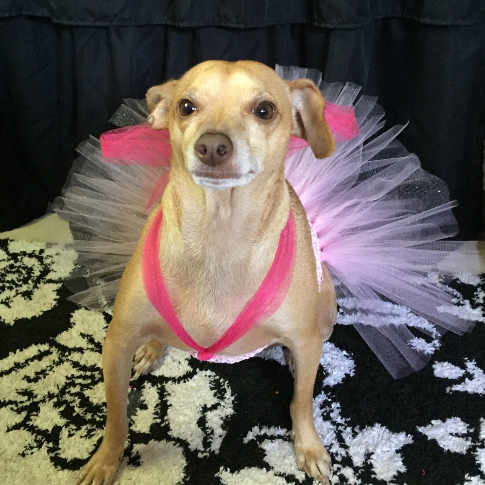 Pink Dog Tutu Princess Dog Tutu Dog Princess Costume Pink | Etsy