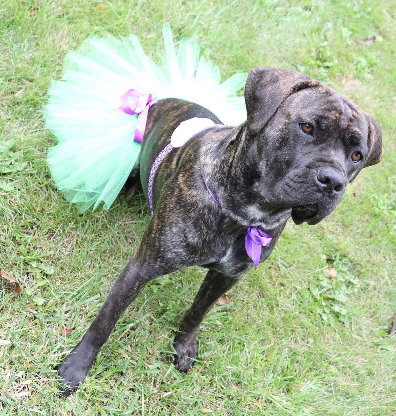 XL Mermaid Dog Costume Mermaid Dog Tutu Mermaid Dog Bikini - Etsy