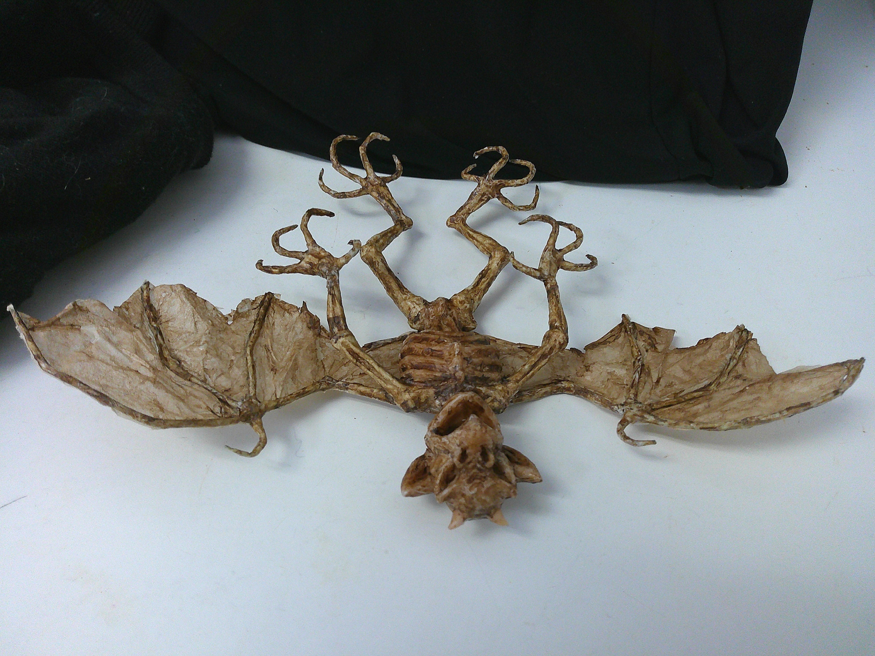 Gargoyle Fetus Hatchling Sideshow Gaff Freak - Etsy