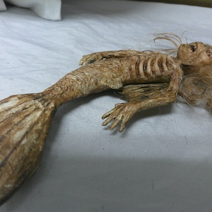 Sea Fairy Feejee Fiji Mermaid Sideshow Gaff Freak - Etsy