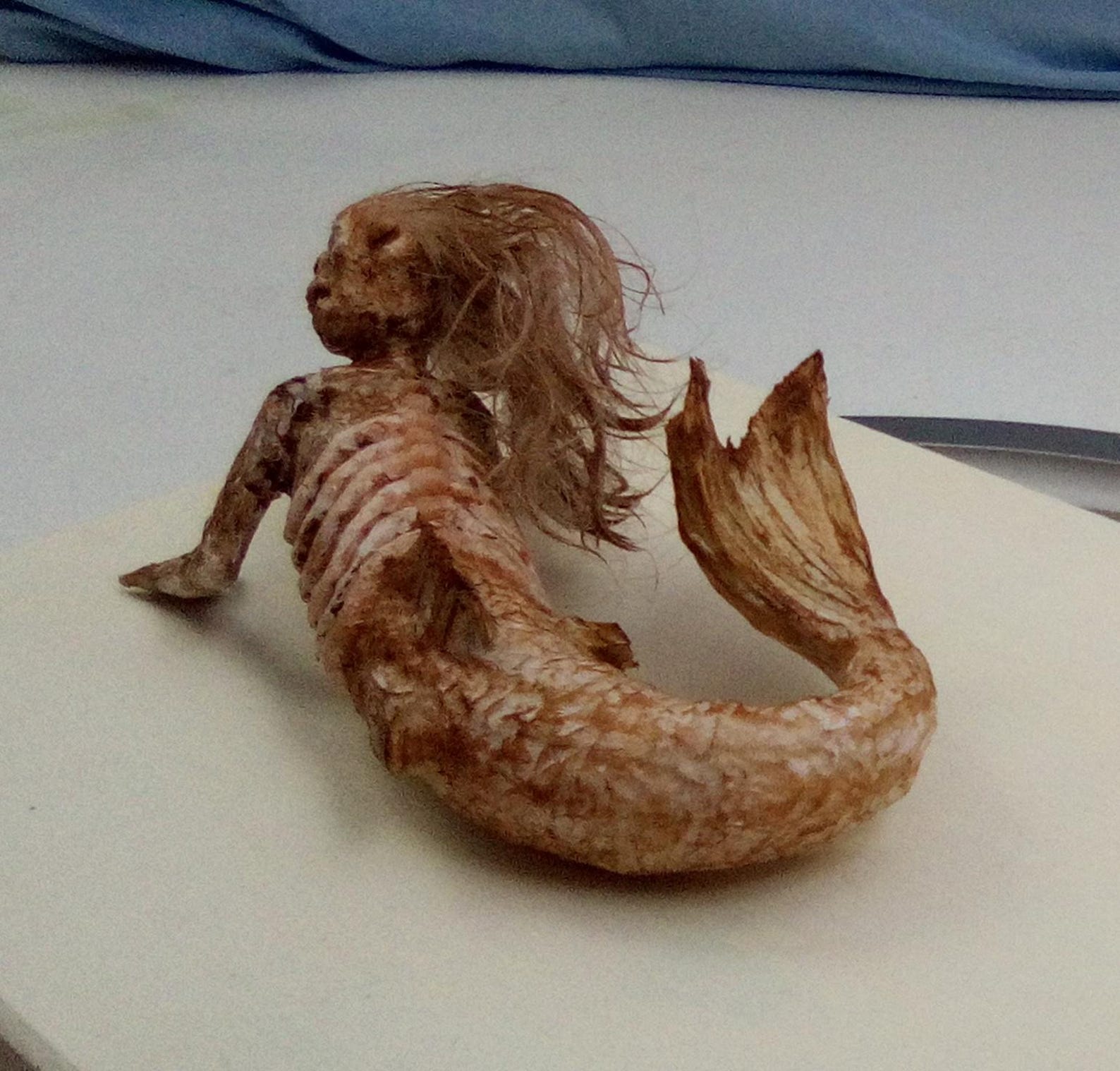 Feejee Fiji Mermaid 5 Inches Long Sideshow Freak Gaff Sea Creature Fish ...