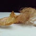 Feejee Fiji Mermaid 5 Inches Long Sideshow Freak Gaff Sea Creature Fish ...