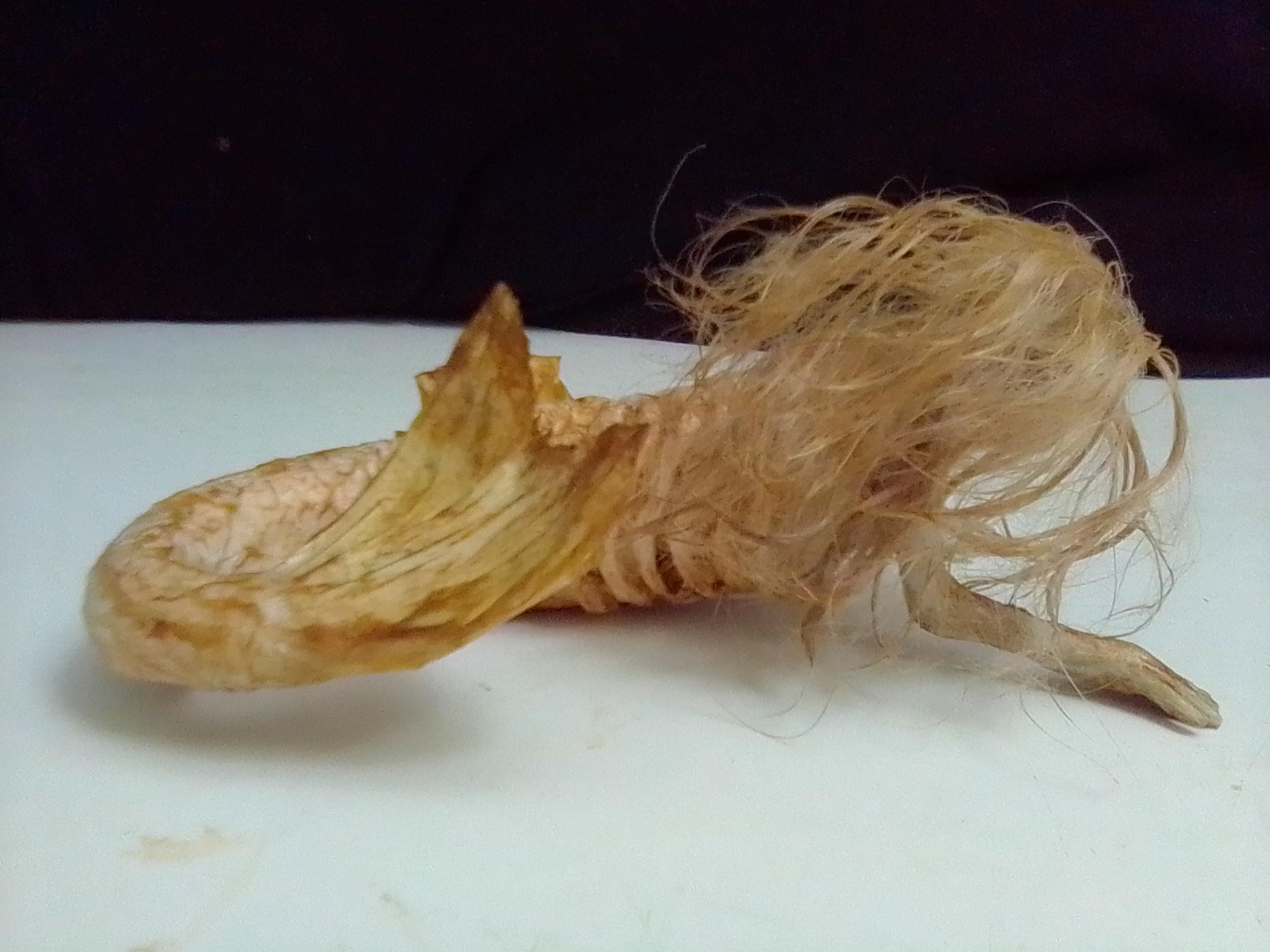 Feejee Fiji Mermaid 5 Inches Long Sideshow Freak Gaff Sea Creature Fish ...