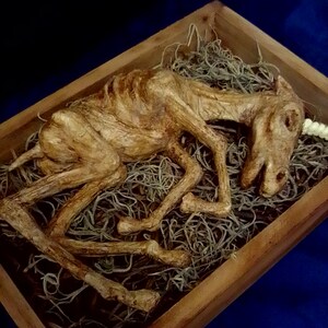 Unicorn Fetus in Display Box Sideshow Gaff Freak - Etsy