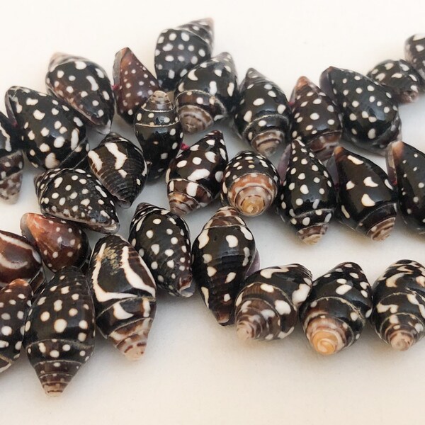 Drilled Sea Shells - Etsy