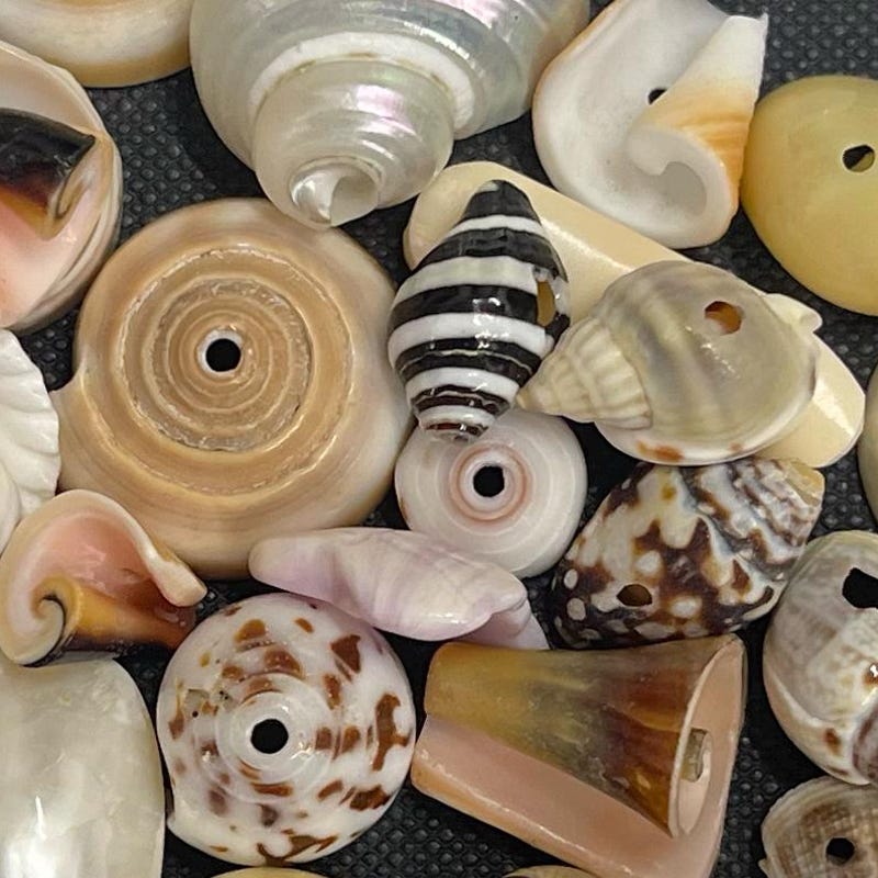 Drilled Sea Shells - Etsy