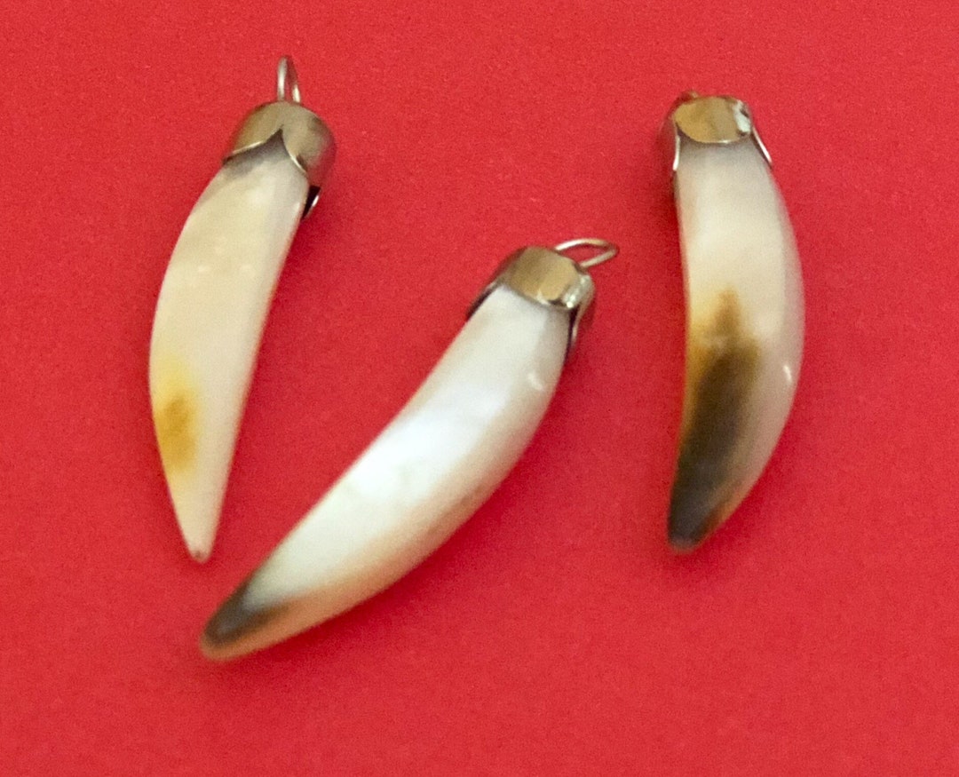 Shell Tusk Mother of Pearl Tusk 2 Shell Pendant - Etsy