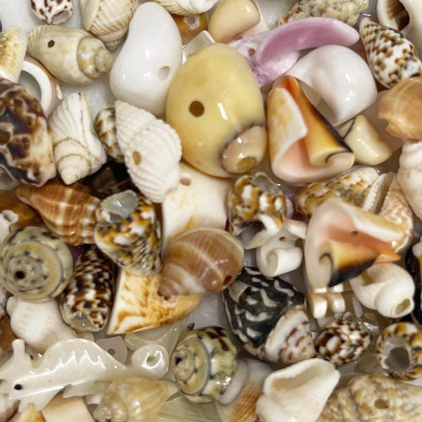 Sea Shells Beads - Etsy