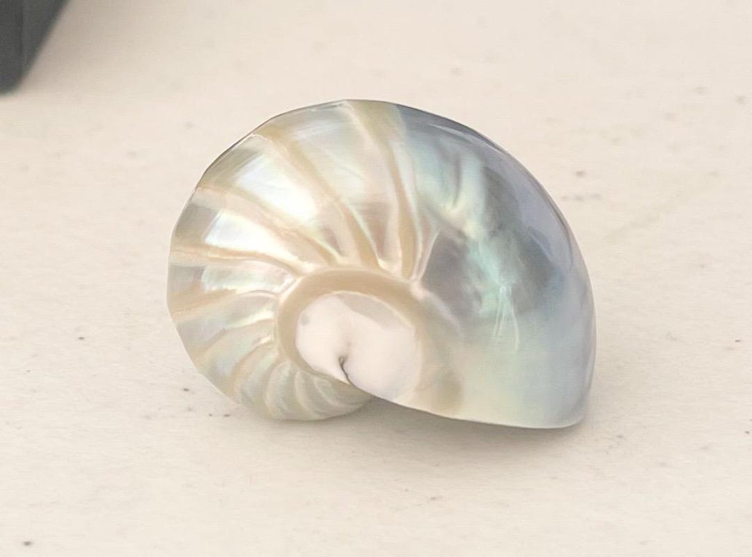 Whole Nautilus Shell, Shell Pendant Focal Bead Silver/pearl-1pc - Etsy