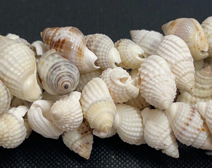 Small Shell Beads Whole Shell Beads Frog Shells~16” Strand - Etsy