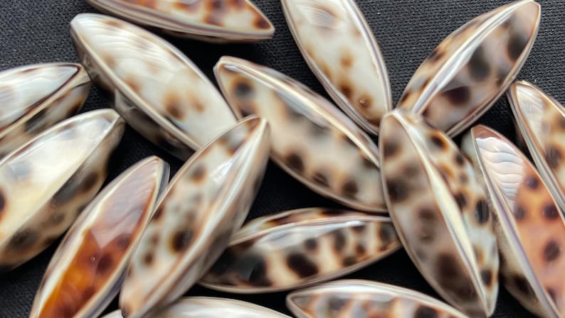 4 Sided Shell Beads, Tiger Cowrie Shell Oval 13x32mm-5pc - Etsy