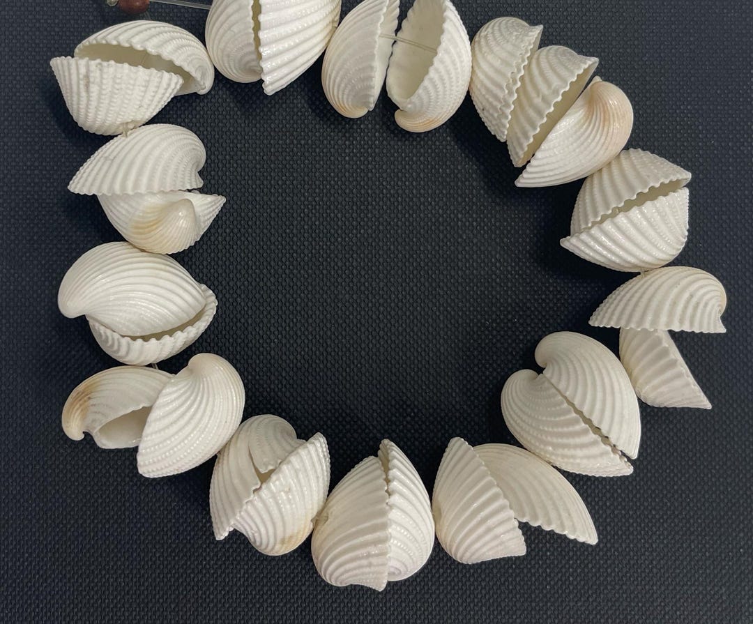Clam Shell Beads - Etsy