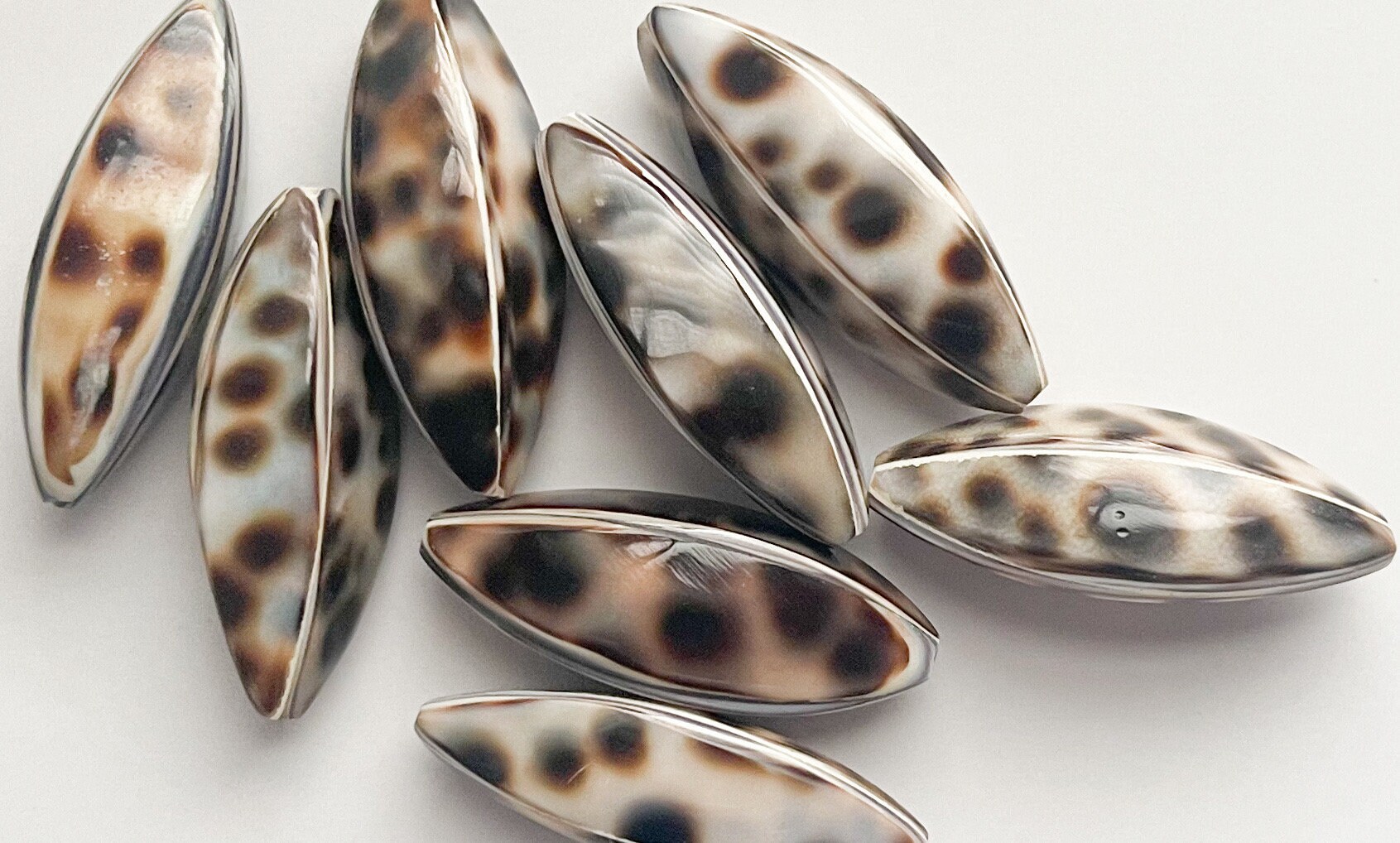 4 Sided Shell Beads, Tiger Cowrie Shell Oval 13x32mm-5pc - Etsy