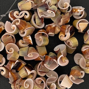 Green Everlasting Curly Shell Beads1 Strand - Etsy