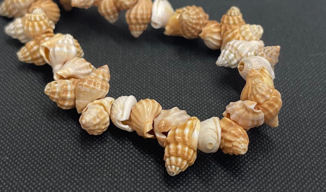 Natural Shell Beads, Whole Shell Beads, Light Nutmeg Shell Beads 16 ...