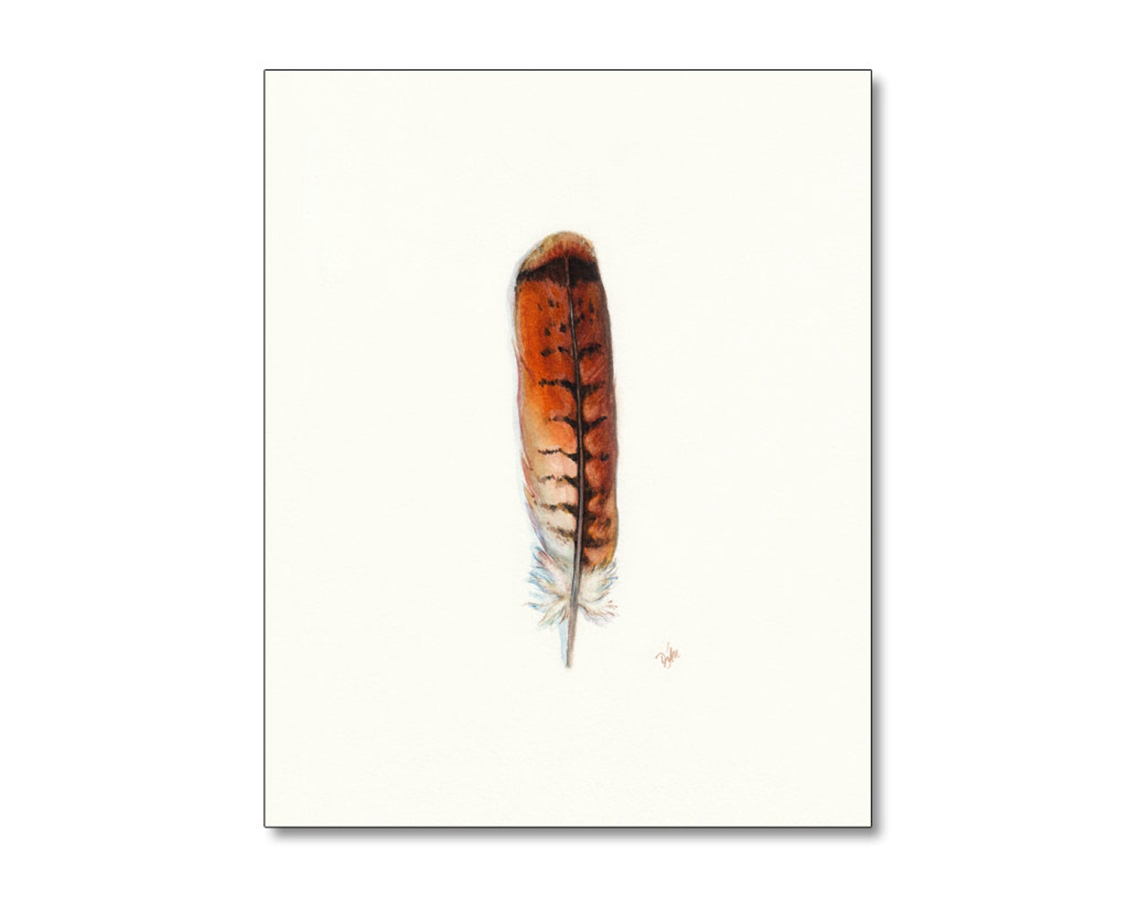 Red-tailed Hawk Art, Hawk Feather Print, Redtail Hawk Feather, Red Tail ...