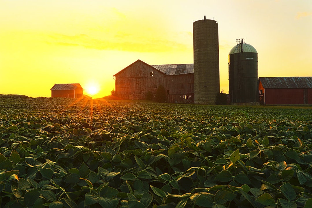 Ohio Farmland Photography Print, Barn and Beans Field, Midwest Wall Art ...