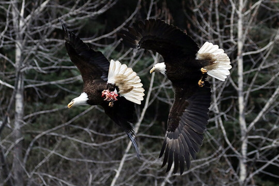 Bald Eagle, Photography Prints, Metal Prints, Seward, Alaska, Anchorage ...