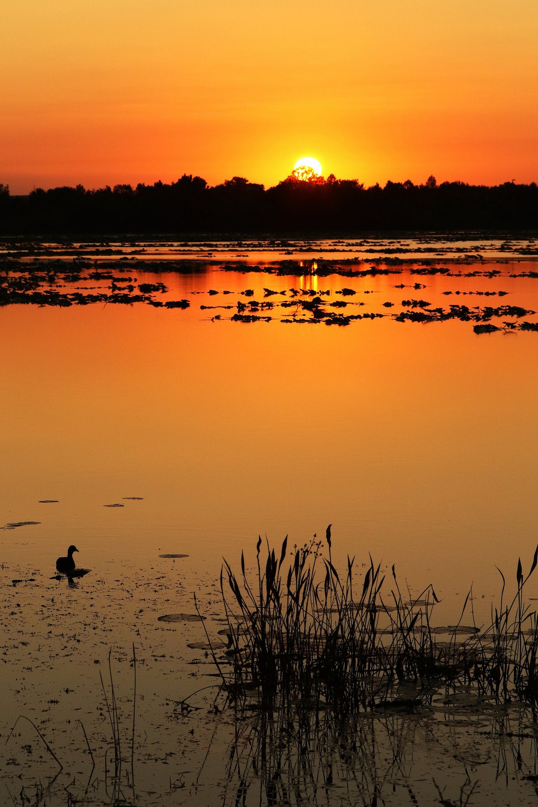 Osprey Lake Sunset Photography Print, South Florida Metal Print - Etsy
