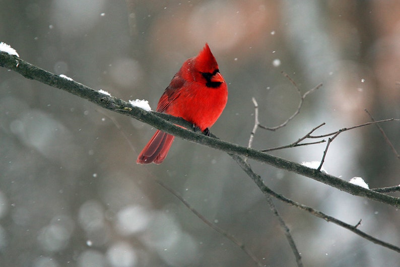 Male Cardinal, Photography Prints, Metal Prints, Wintertime, Wildlife ...