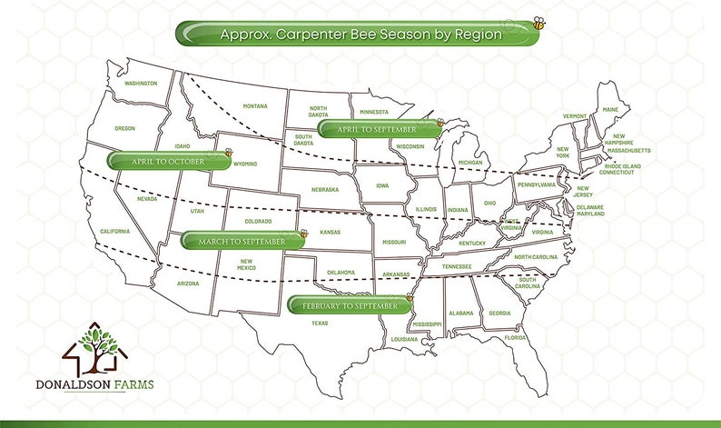 Carpenter Bee Corks (100 Pack) - Etsy