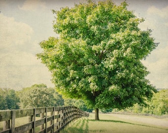 Tree Photography Willow Tree Landscape Photography Tree | Etsy