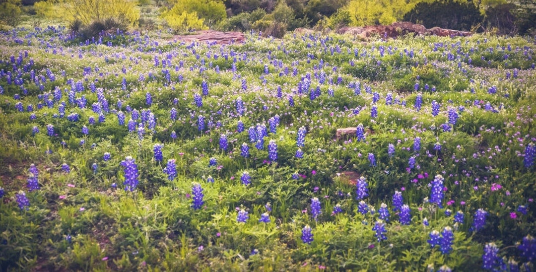 Texas Bluebonnets Nature Photography Blooms Wildflowers Landscape ...
