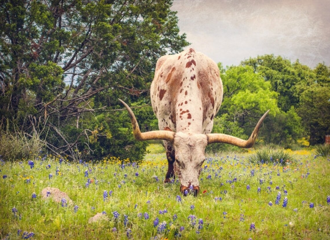 Texas Longhorn Photo Nature Animals Longhorns Fine Art | Etsy