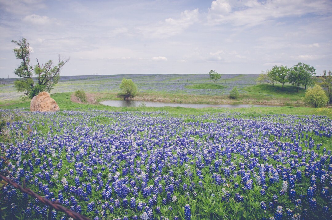 Texas Bluebonnets, Bluebonnet Wildflower Photography, Flower Photo Fine ...