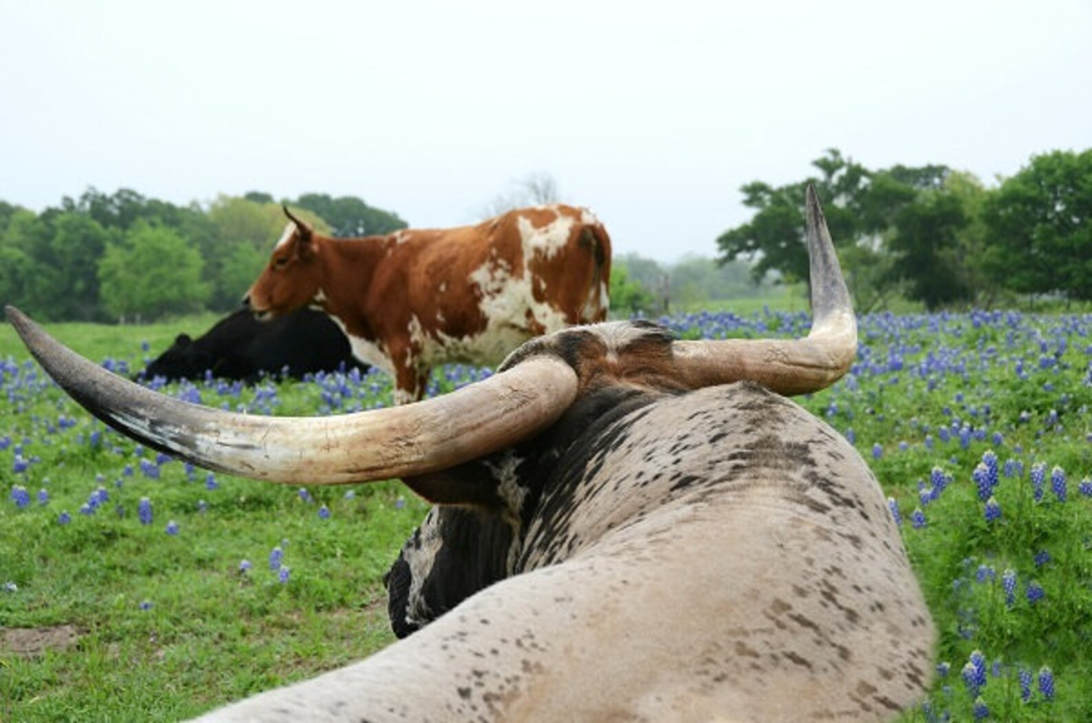 Texas Longhorn Photo, Nature, Animals, Longhorns, Texas Photo TX ...