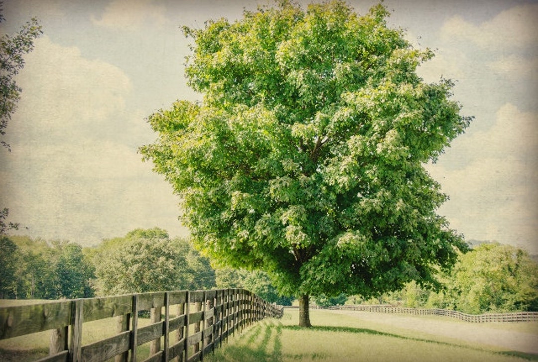 Tree Photography, Oak Tree, Landscape Photography, Tree Art, Nashville ...