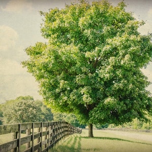 Tree Photography, Oak Tree, Landscape Photography, Tree Art, Nashville ...