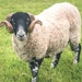 Ireland Photo, Ram Photo, Sheep, Country Decor, Irish Decor, Ireland ...
