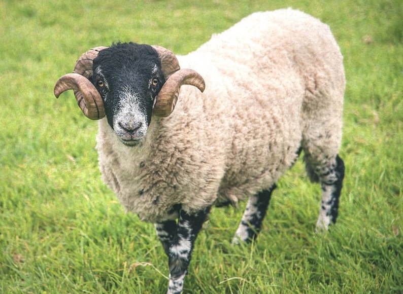 Ireland Photo, Ram Photo, Sheep, Country Decor, Irish Decor, Ireland ...