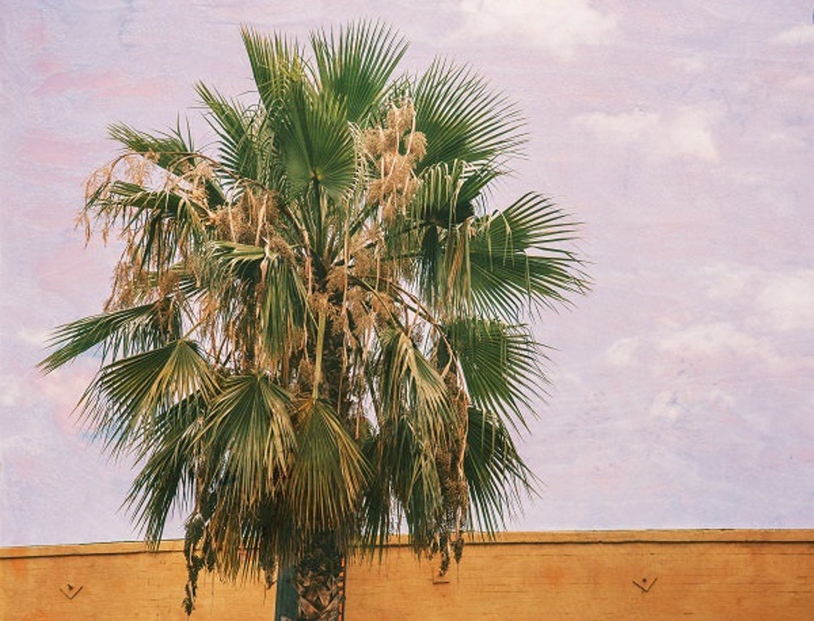 Oceanside Beach Photography Palm Tree Photo Colorful Los - Etsy