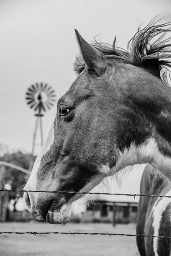 Beautiful Western Horse Photography