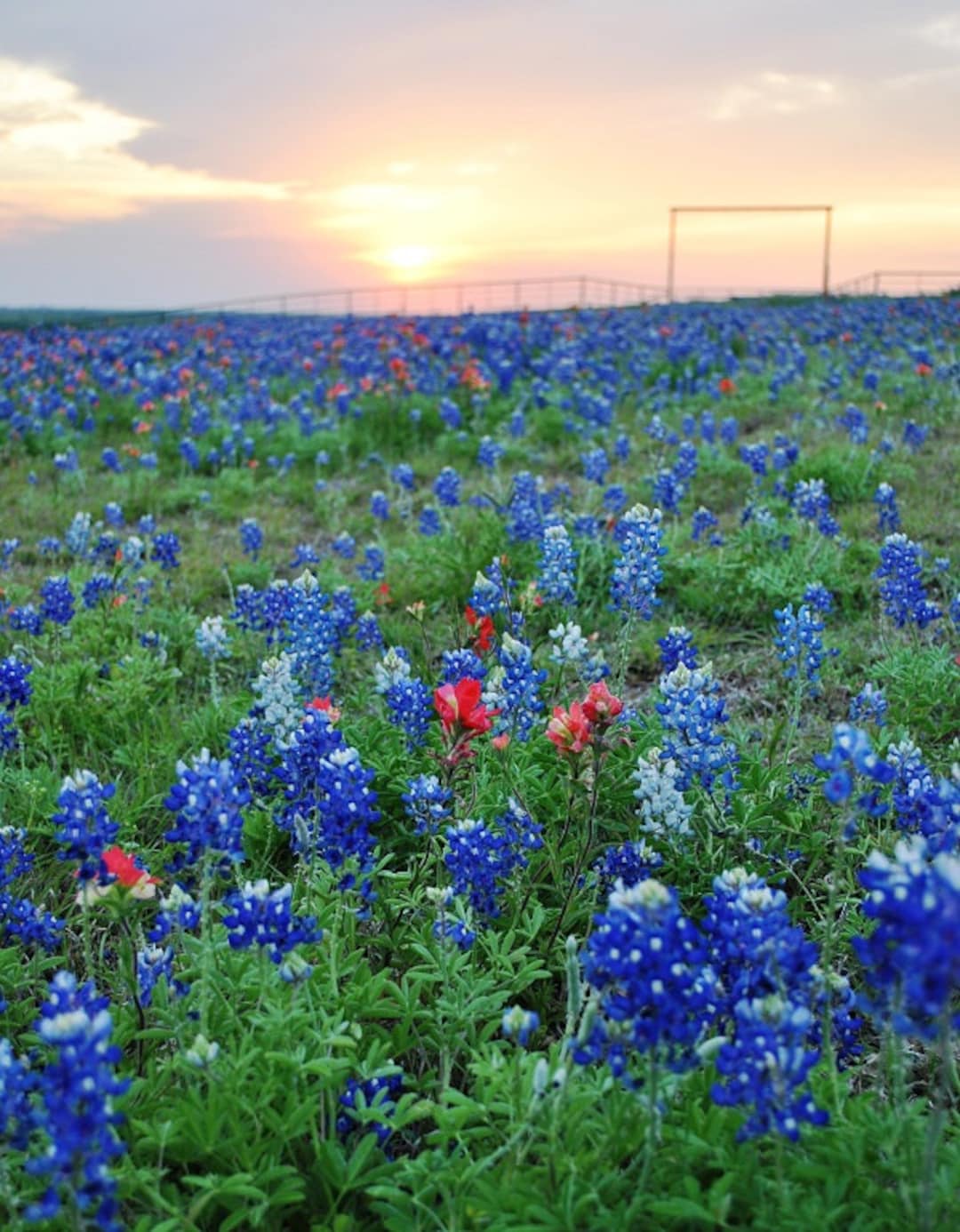 Texas Bluebonnets Wildflower Photography Flower Photo Fine Art ...