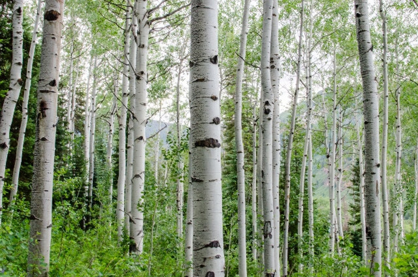 Aspen Colorado, Aspen Trees, Nature Photo, Tree Photography, Meadow ...