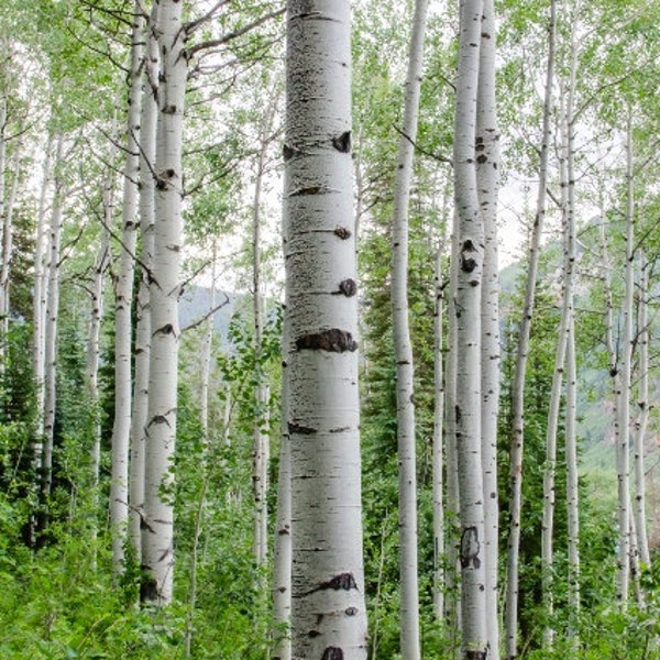 Birch Trees - Etsy