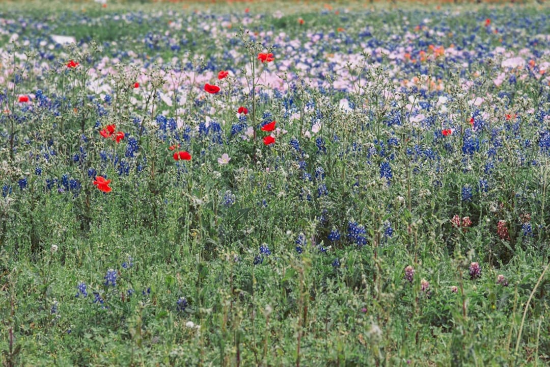 Bluebonnet Photo, DIGITAL Texas Landscape Photo, Wildflower, Texas ...