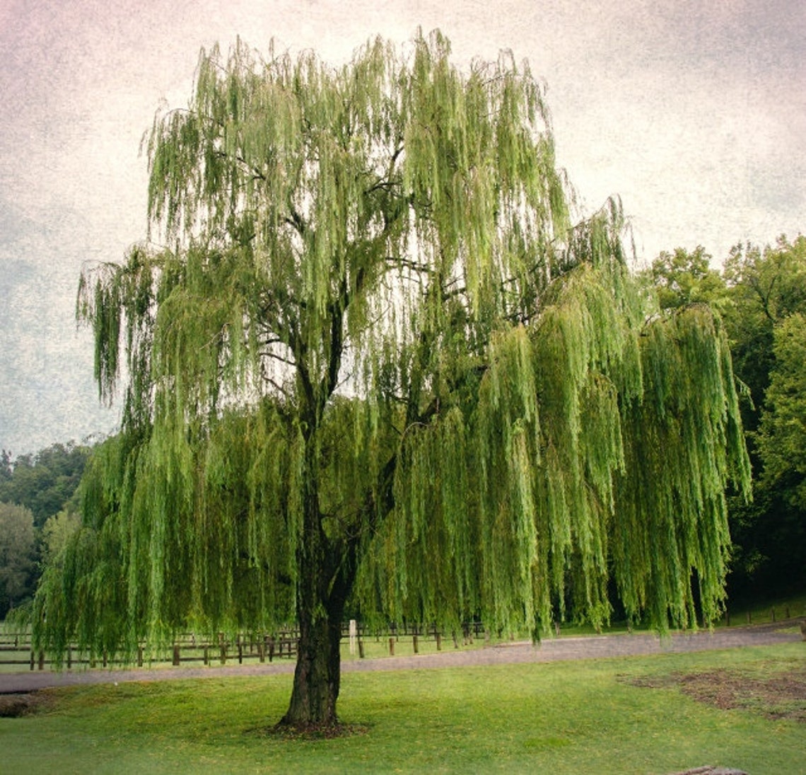Tree Photography, Willow Tree, Landscape Photography, Tree Art ...