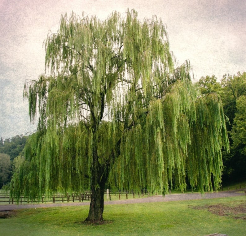 Tree Photography, Willow Tree, Landscape Photography, Tree Art ...